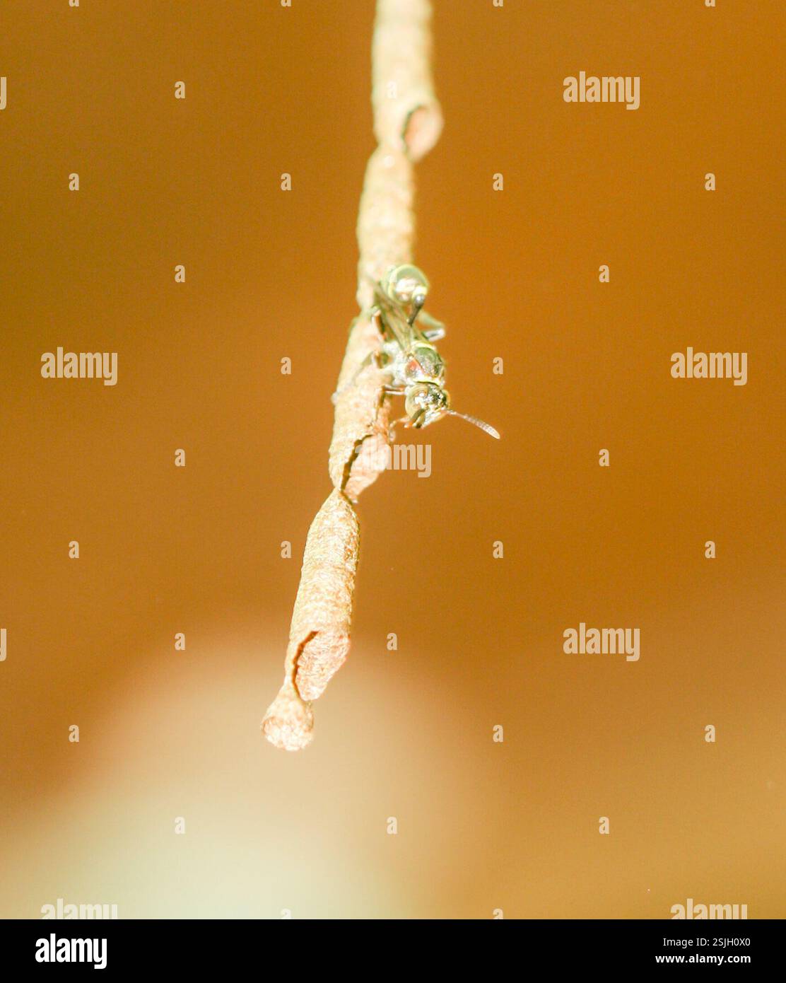 (Mischocyttarus chalucas), Insecta, Heredia Province, Sarapiqui, Costa ...