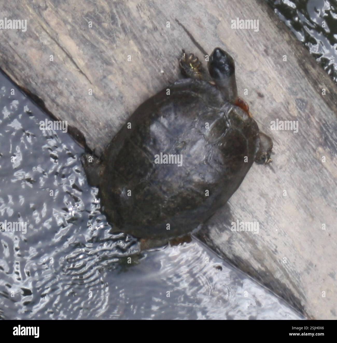 Black River Turtle (Rhinoclemmys funerea), Reptilia, Costa Rica Stock ...