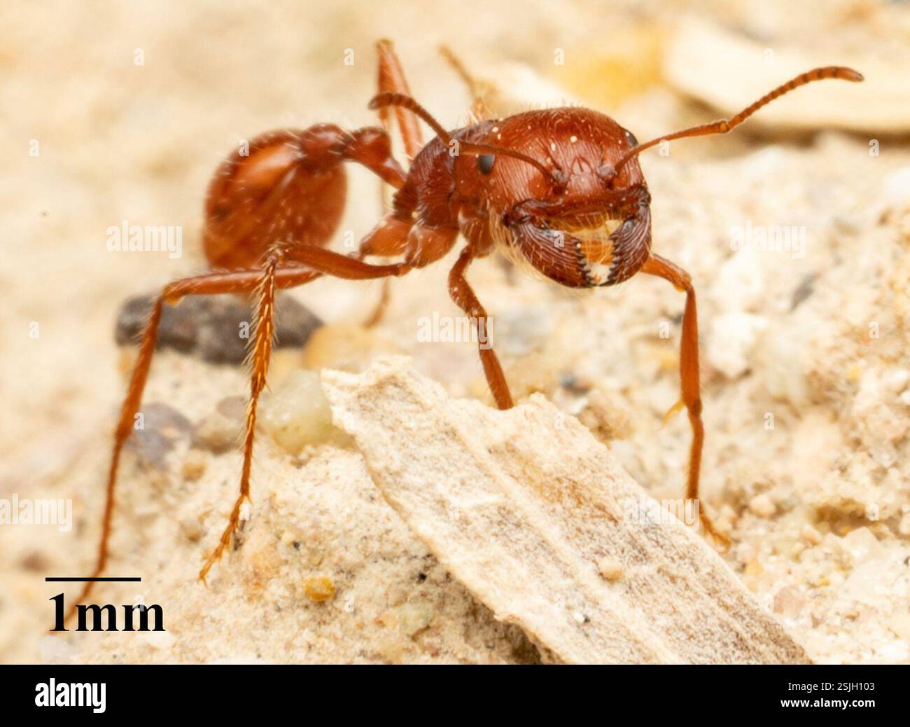 Typical American Harvester Ants (Pogonomyrmex), Insecta, Inyo County ...