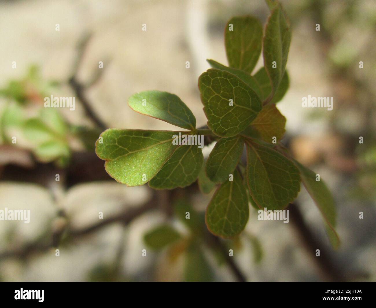 Satinbark Corkwood (Commiphora tenuipetiolata), Plantae, Erongo Region ...