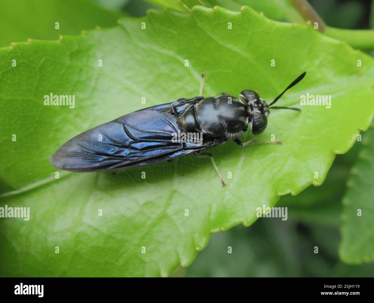 Black Soldier Fly (Hermetia illucens), Insecta, Mokoia Drive ...