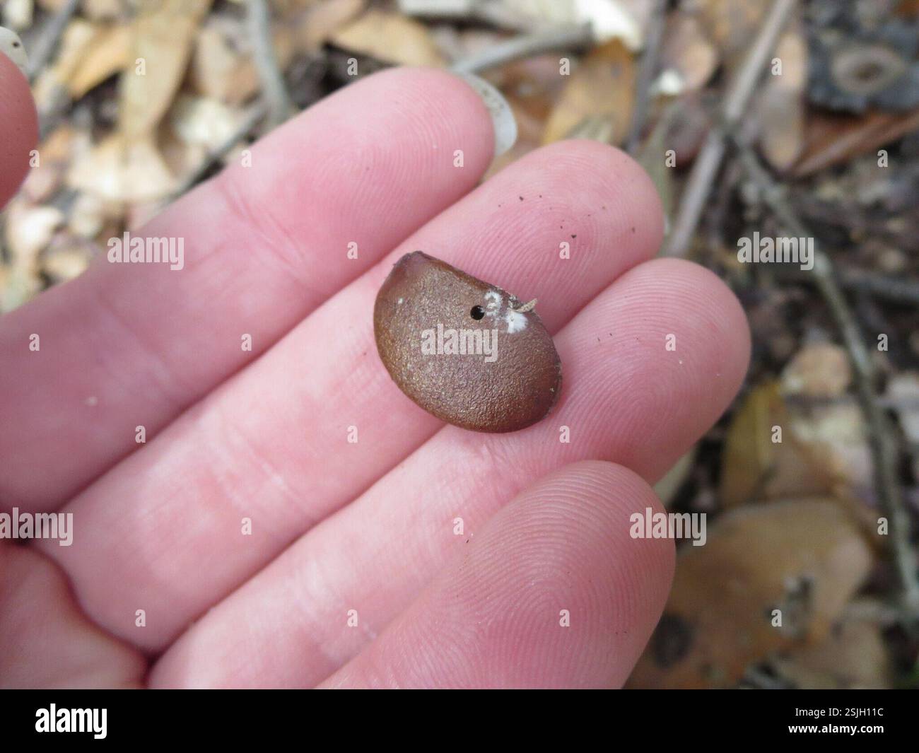 Insects (Insecta), Insecta, Savannah, GA, USA, something eating a ...