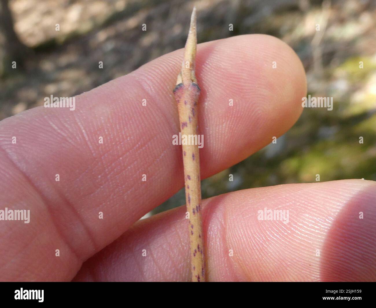 Round-leaved Dogwood (Cornus rugosa), Plantae, Ferrisburgh, VT, USA ...