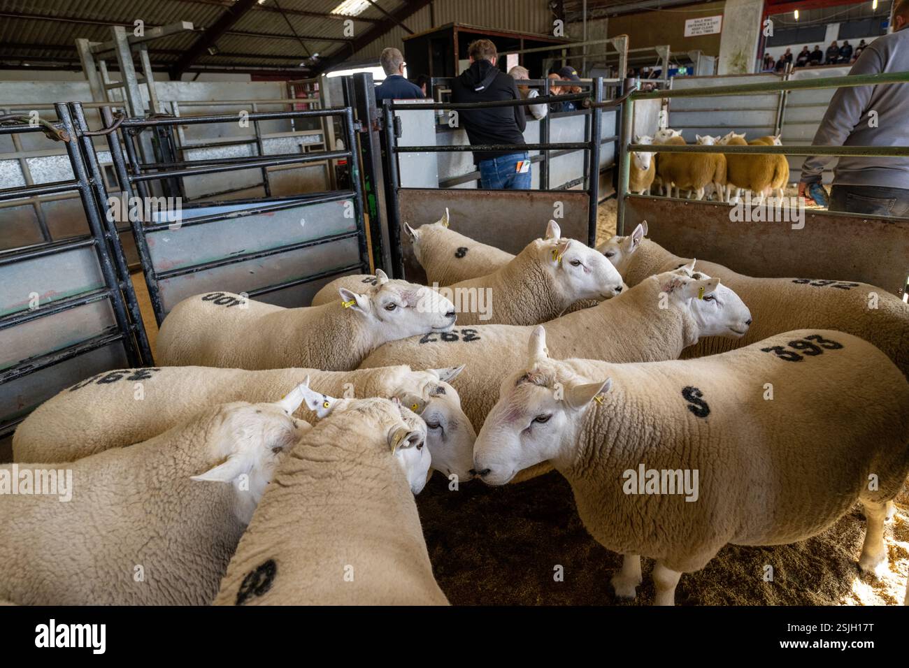 Sale of North Country Cheviot rams at Lockerbie Auction Mart, Scotland ...
