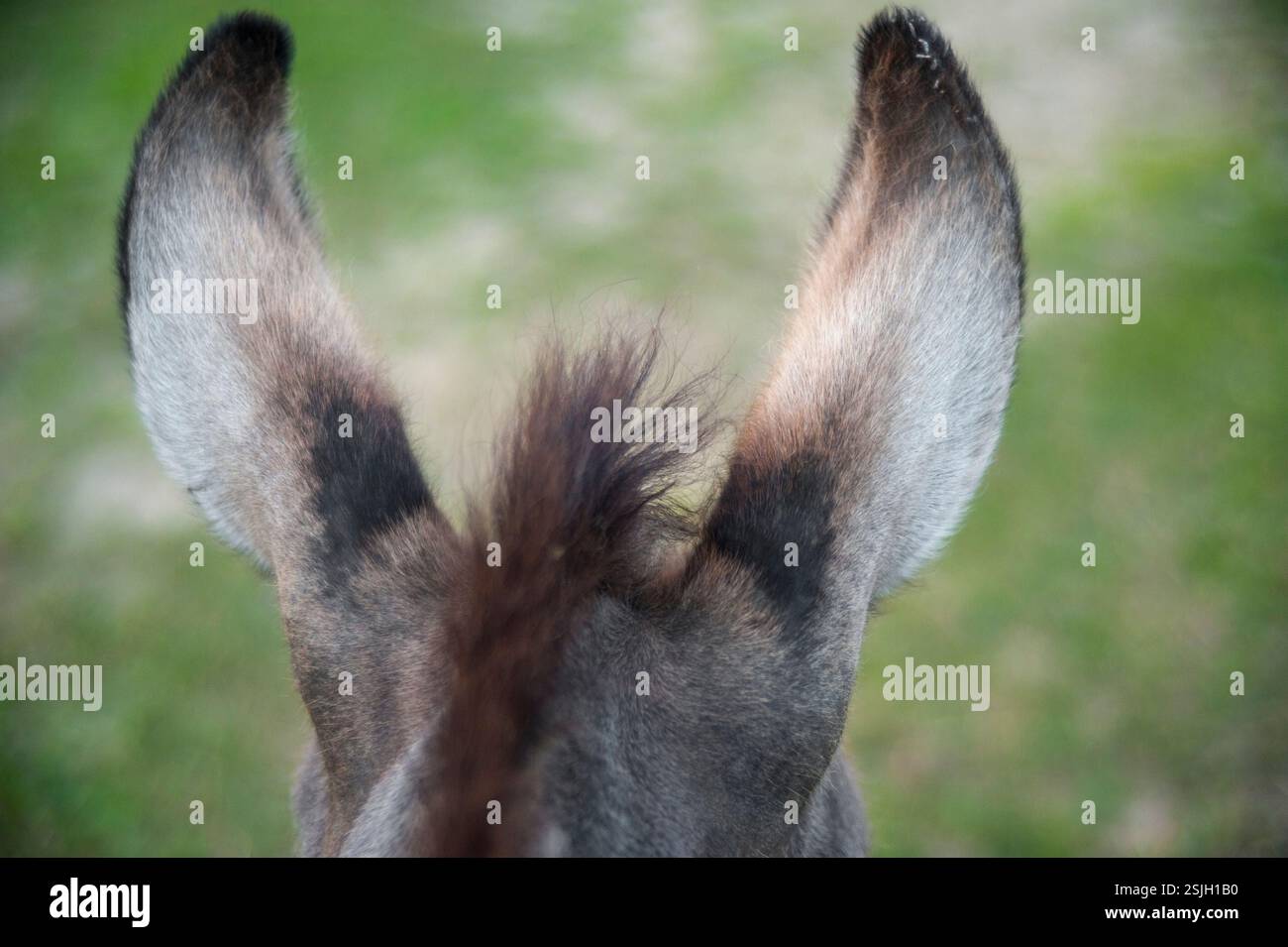 Magnificent ears of Standard Donkey seen from behind Stock Photo - Alamy