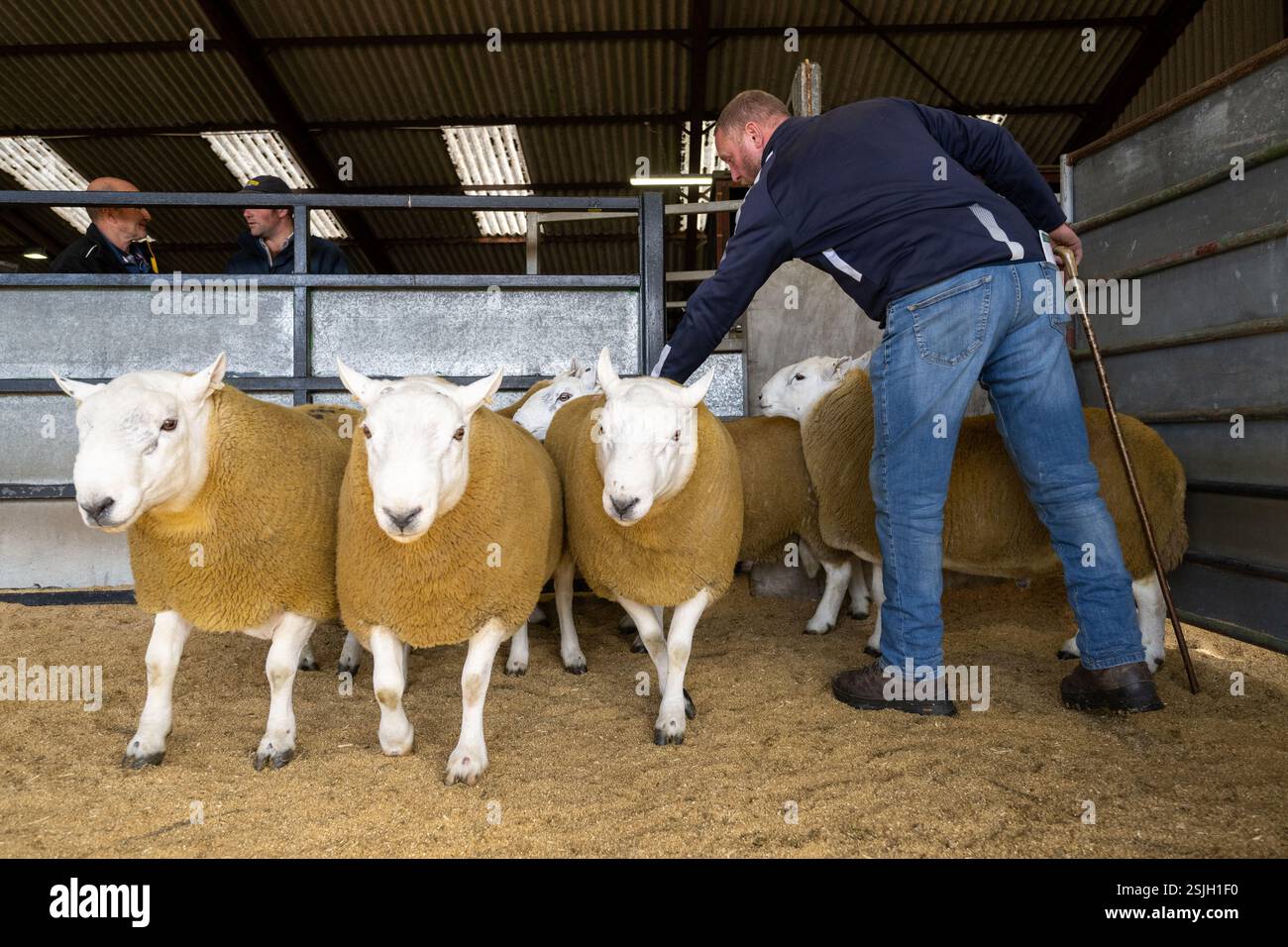 Sale of North Country Cheviot rams at Lockerbie Auction Mart, Scotland ...