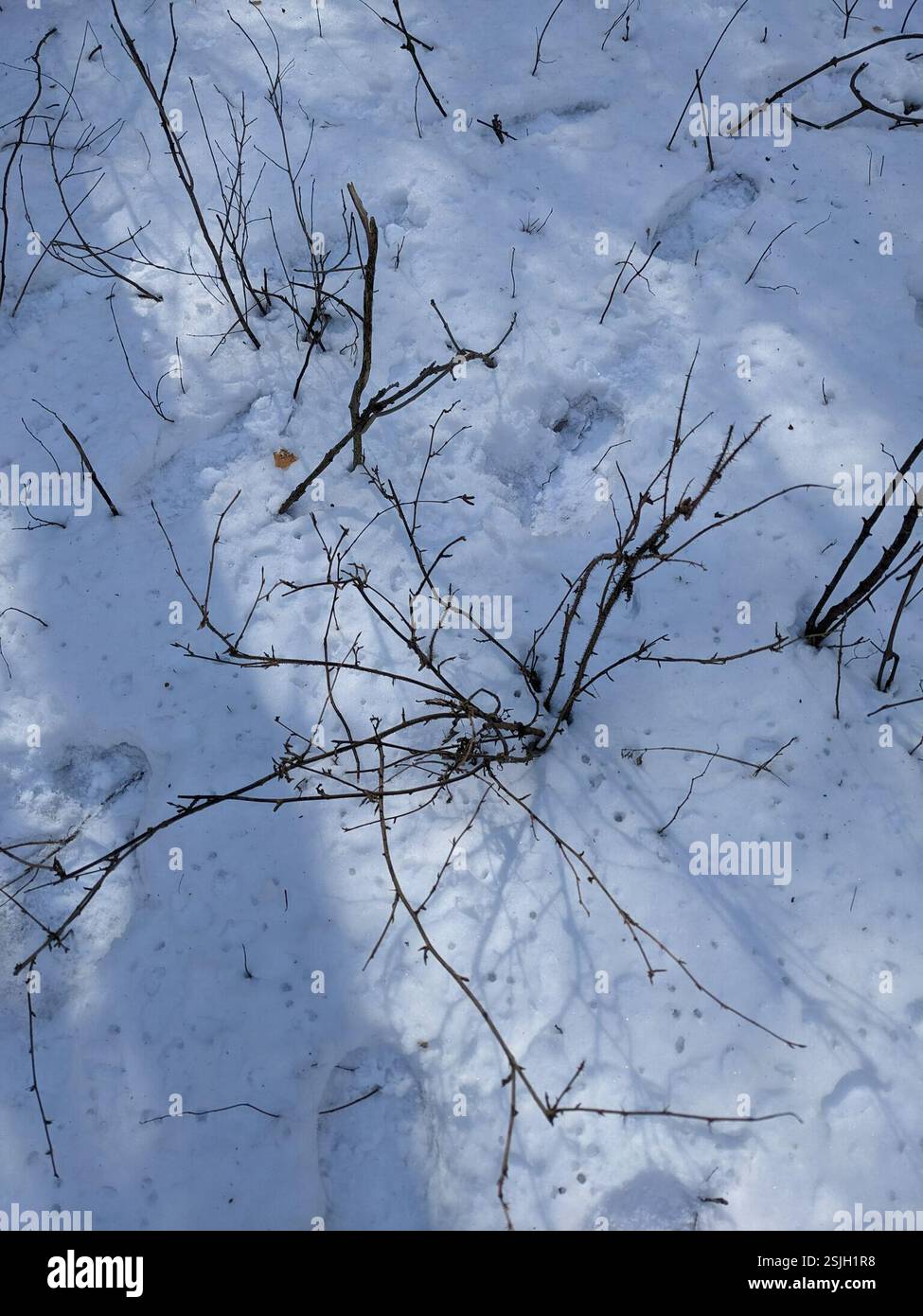 Japanese barberry (Berberis thunbergii), Plantae, Norfolk County, ON ...