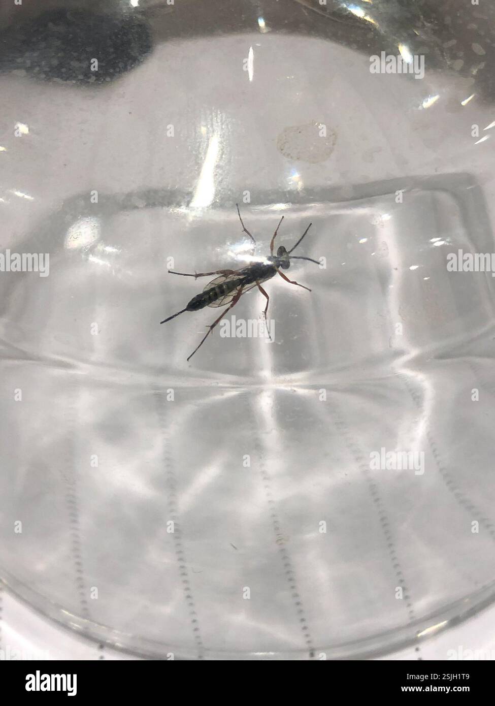 (Campopleginae), Insecta, Handel Mansions, London, England, GB Stock ...