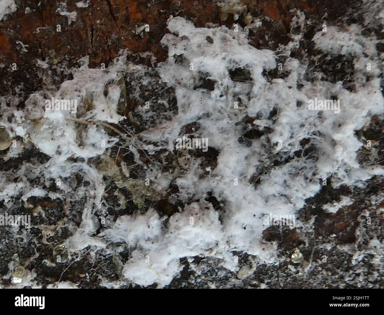 eastern white pine (Pinus strobus), Plantae, Waitsfield, VT, USA ...