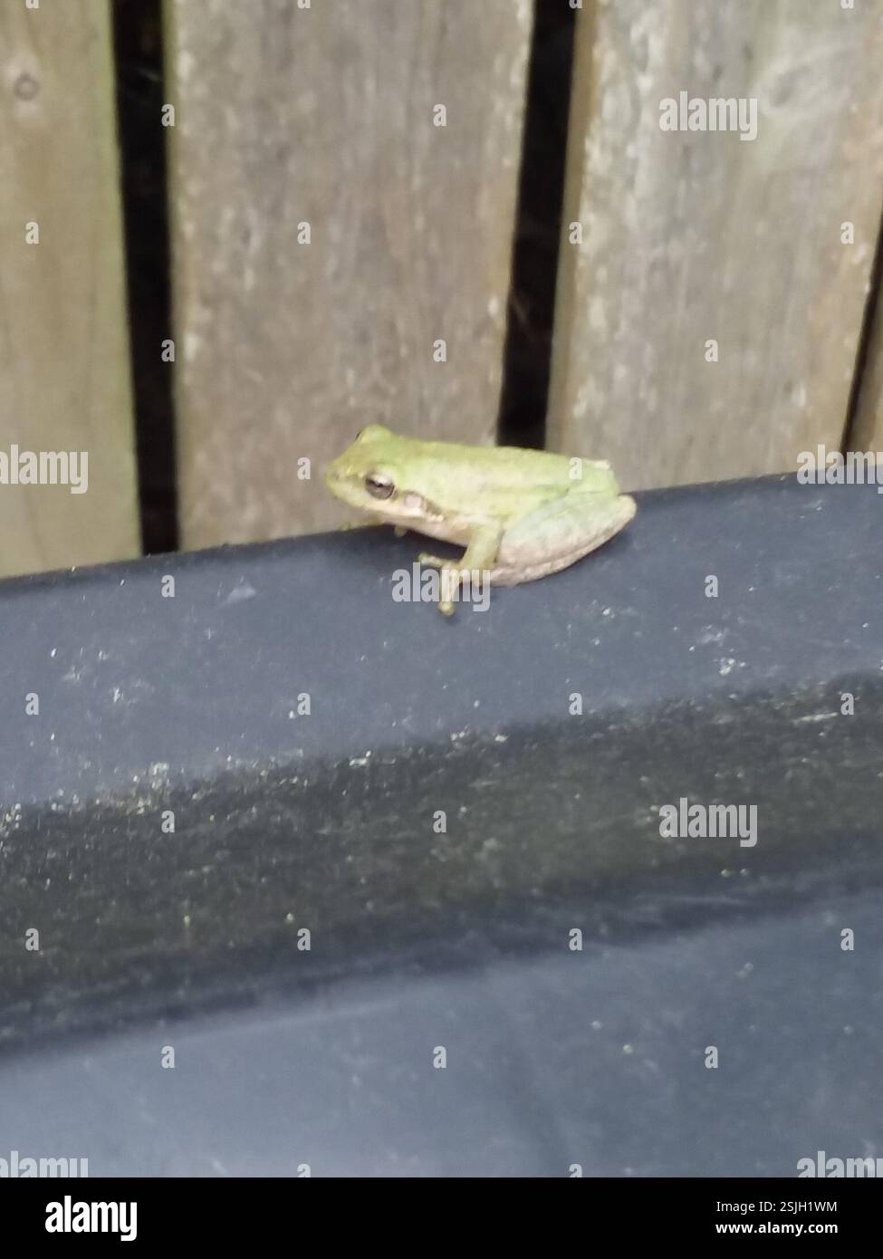 Squirrel Treefrog (Hyla squirella), Amphibia, Windsor Forest, Savannah ...