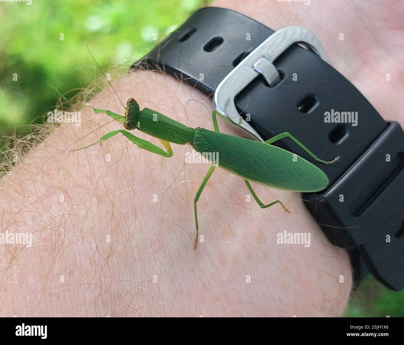 New Zealand Mantis (Orthodera novaezealandiae), Insecta, Mount Albert ...