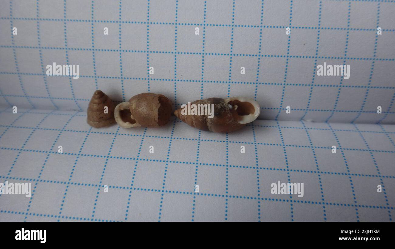 Three-tooth Bulin (Chondrula tridens), Mollusca, Дзензелівка, Черкаська ...