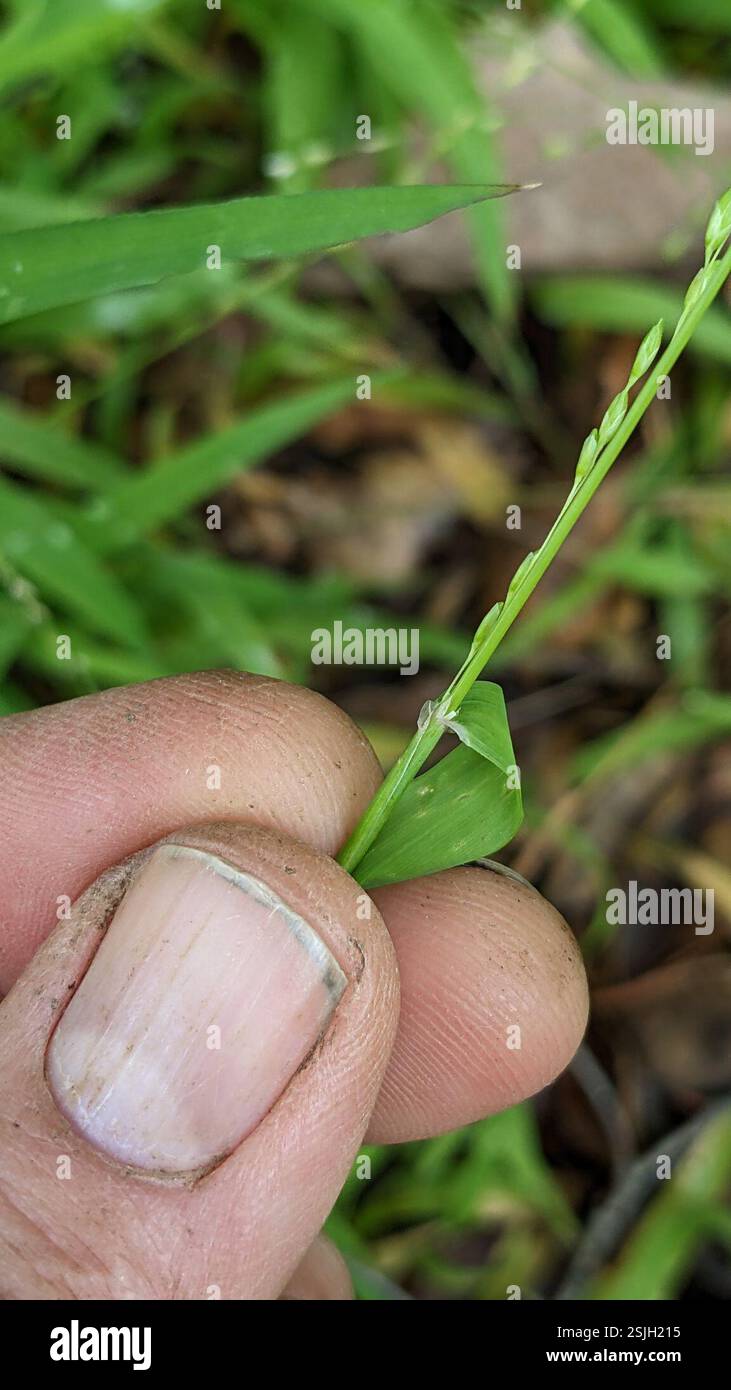 panic veldtgrass (Ehrharta erecta), Plantae, Westwood, Los Angeles, CA ...