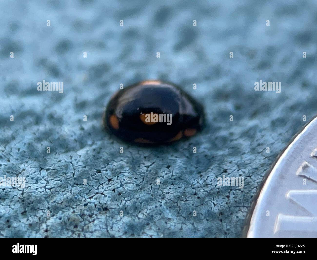 Lady Beetles (Coccinellidae), Insecta, Via Laguna Vista, San Luis ...