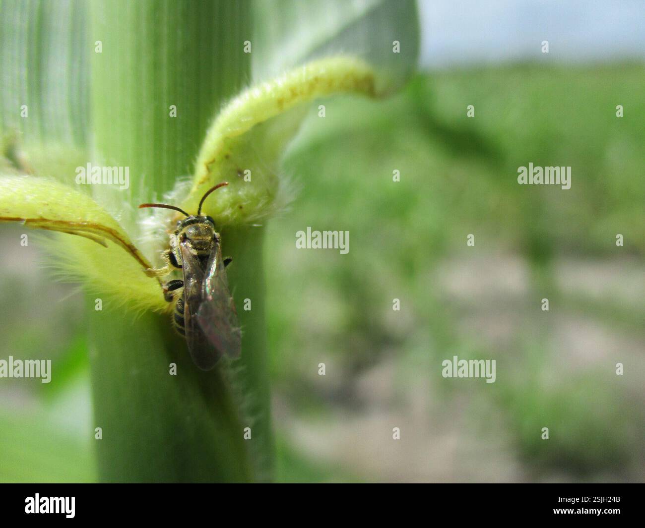 Ants, Bees, and Stinging Wasps (Aculeata), Insecta, Zambezi Region ...