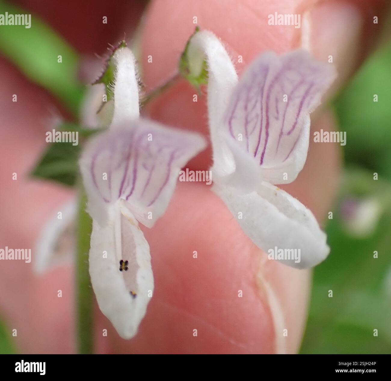 Citronella Spurflower (Equilabium laxiflorum), Plantae, Umgungundlovu ...