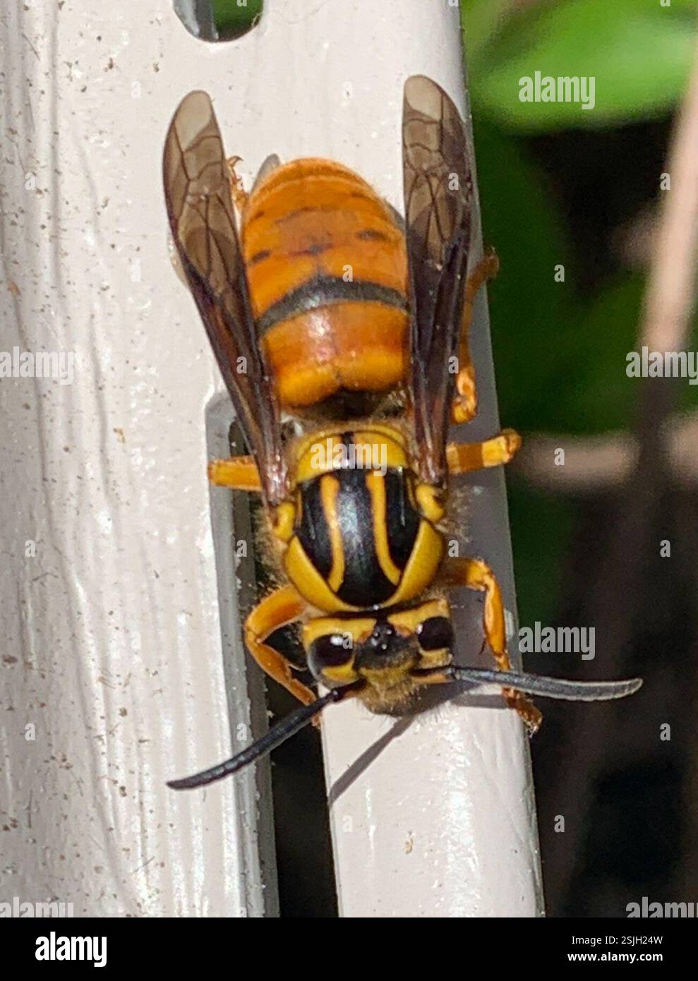 Southern Yellowjacket (Vespula squamosa), Insecta, Benson Hurst Dr SW ...