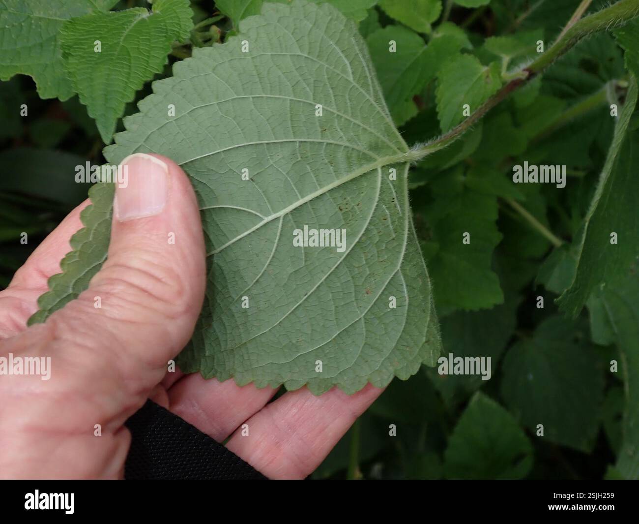 Citronella Spurflower (Equilabium laxiflorum), Plantae, Umgungundlovu ...