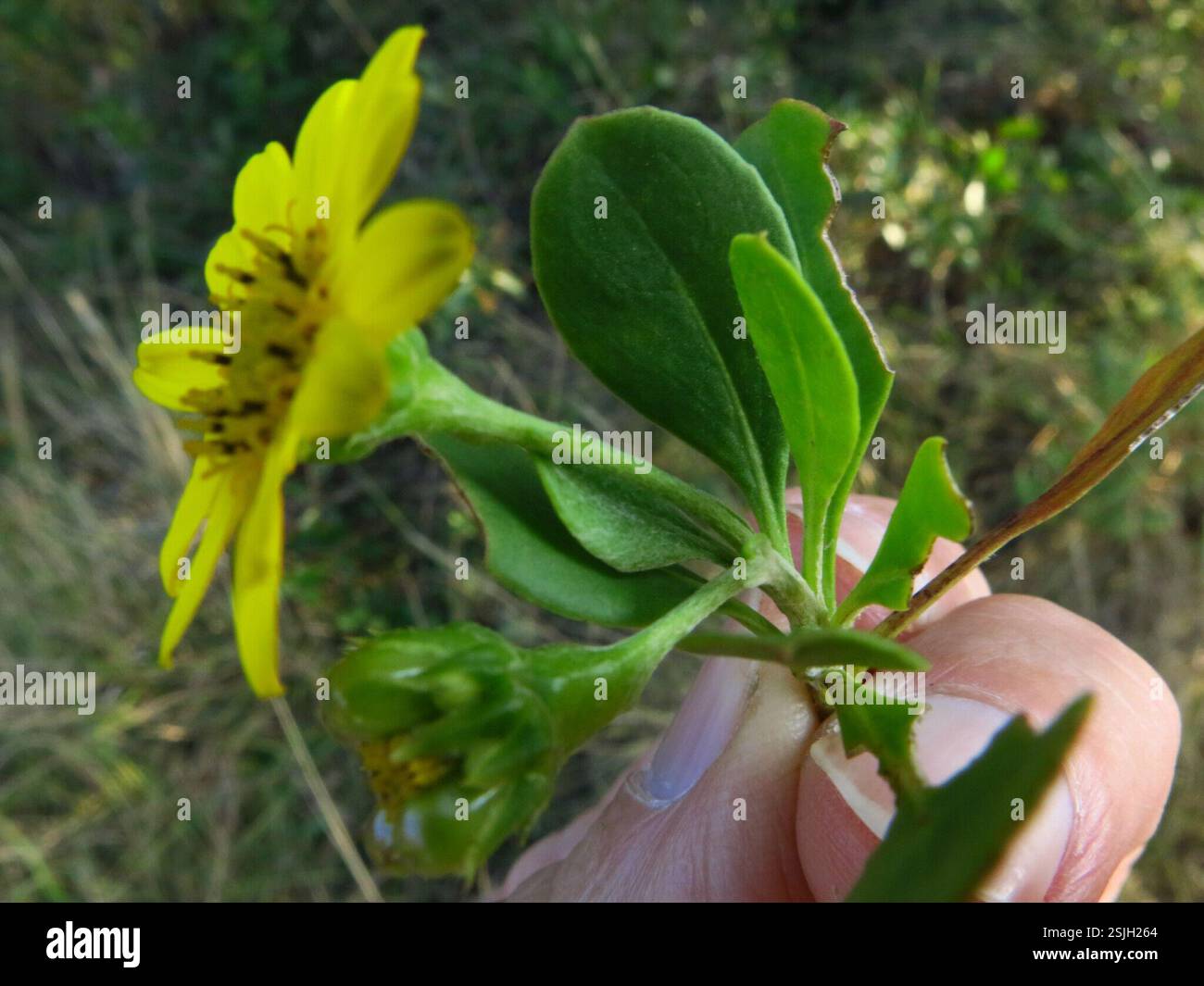 Bietou (Osteospermum moniliferum), Plantae, uMkhanyakude District ...