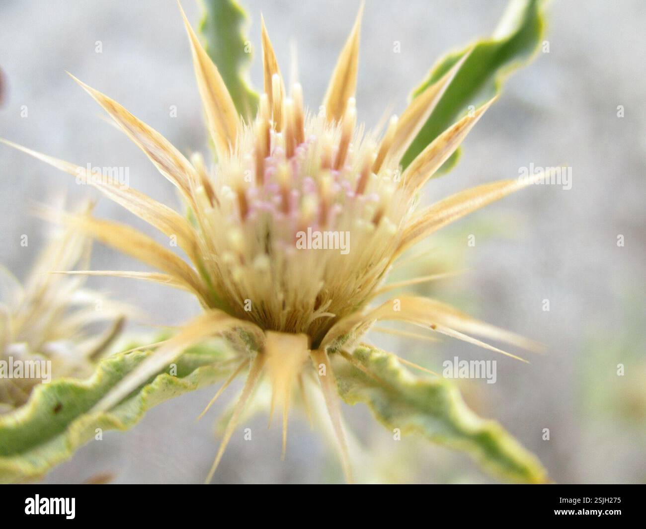 Common Karmedik (Dicoma capensis), Plantae, Erongo Region, Namibia ...