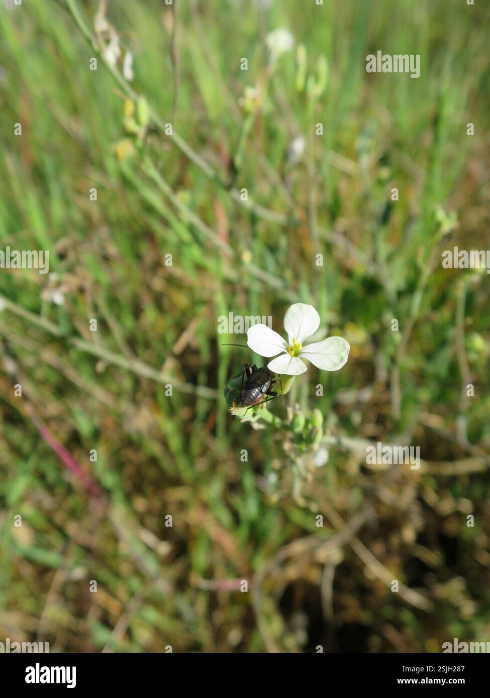 Wild radish (Raphanus raphanistrum), Plantae, Grândola, Portugal Stock ...