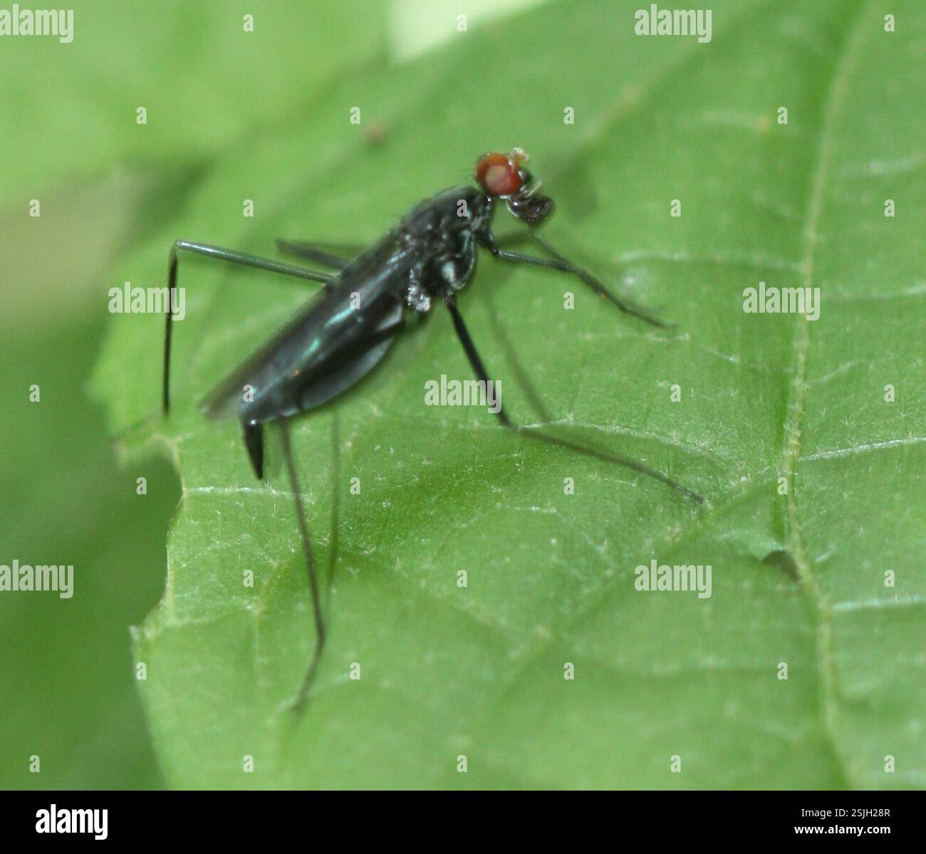 Stilt-legged Flies (Micropezidae), Insecta, Heredia Province, Sarapiqui ...