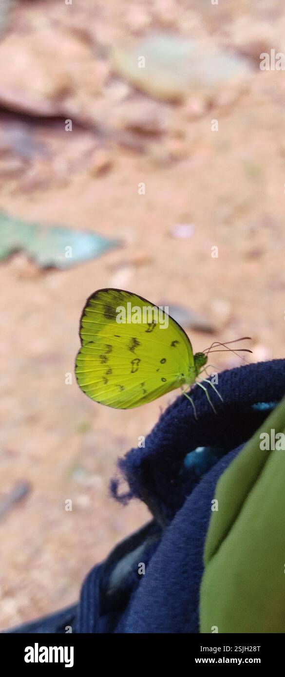 Nilgiri Grass Yellow (Eurema nilgiriensis), Insecta, Kerala, India ...