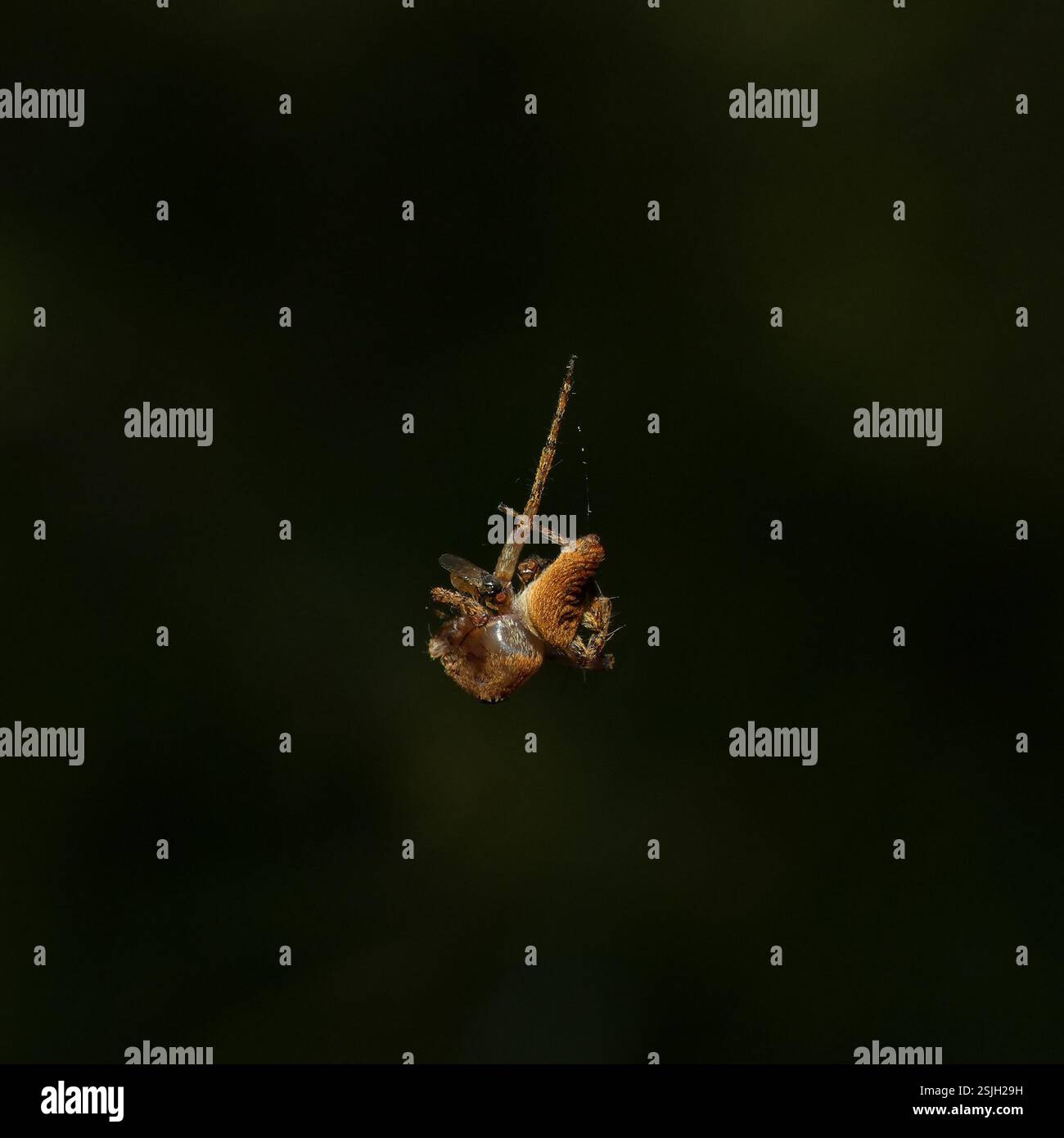 Grass lynx spiders (Oxyopes), Arachnida, Chisipite, Harare, Zimbabwe ...