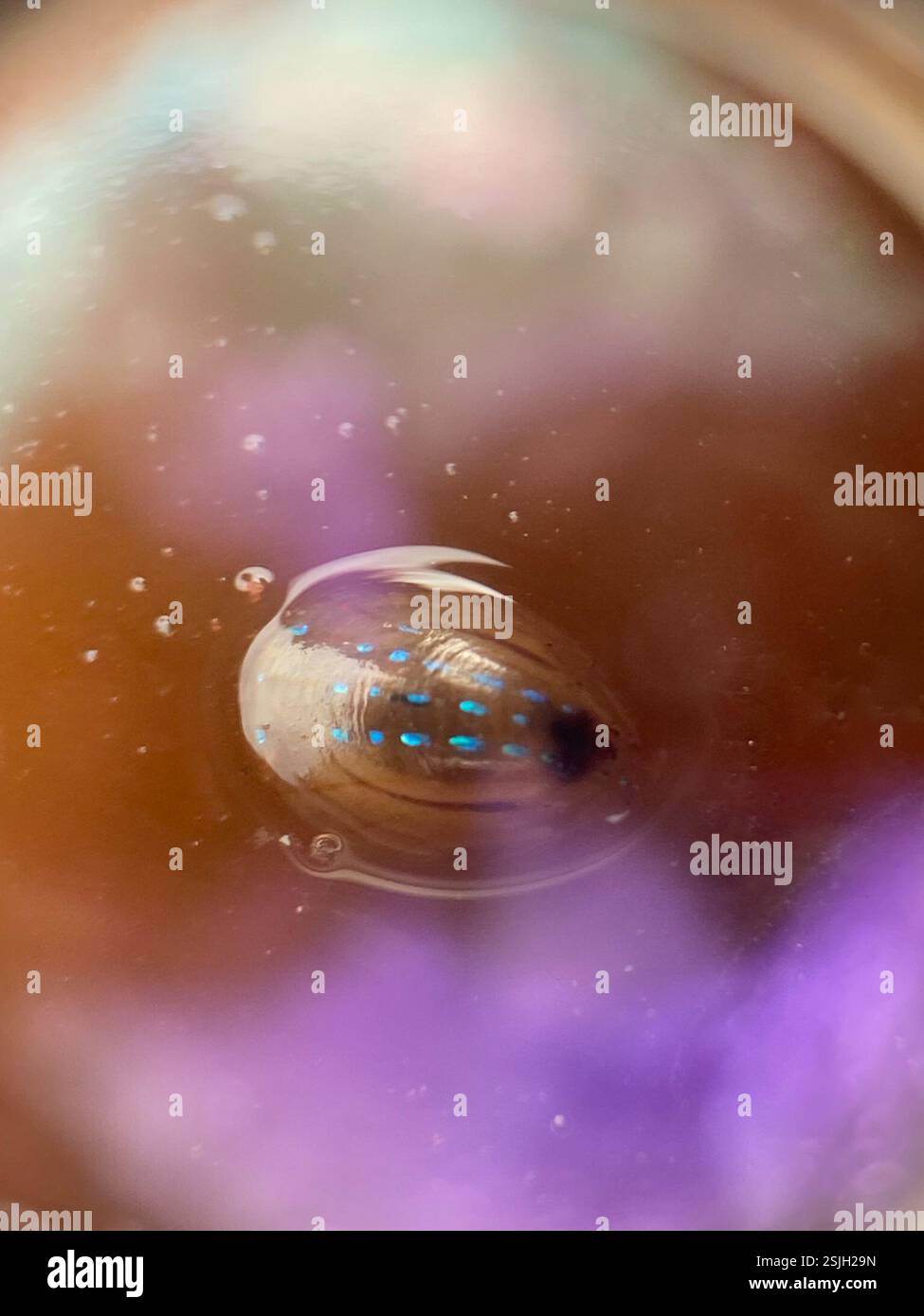 Blue-rayed Limpet (Patella pellucida), Mollusca, North Berwick Bay ...