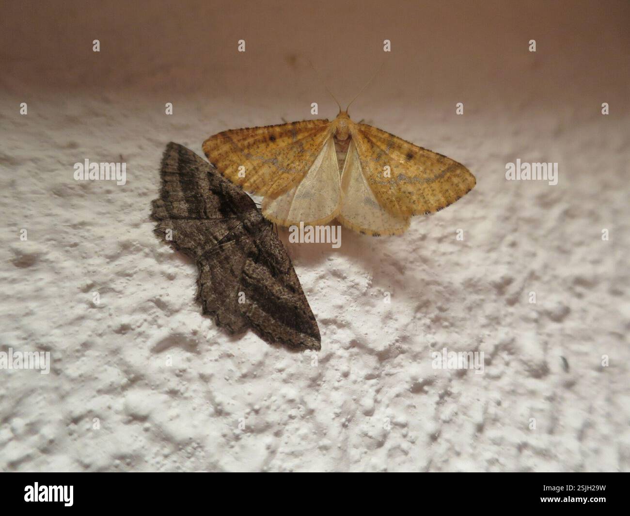 Yellow Belle (Aspitates ochrearia), Insecta, Grândola, Portugal, The ...