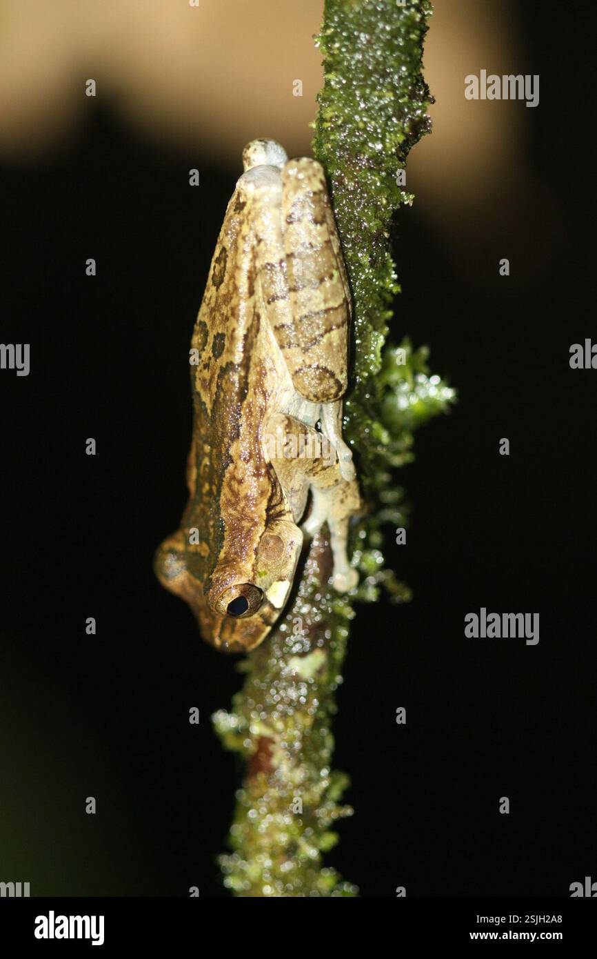 Mosquito Coast Tree Frog (Smilisca manisorum), Amphibia, Heredia ...