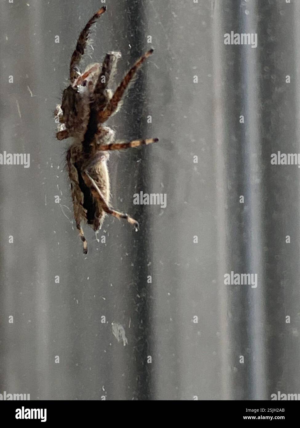 Tan Jumping Spider (Platycryptus undatus), Arachnida, Michigan Ave, Oak ...