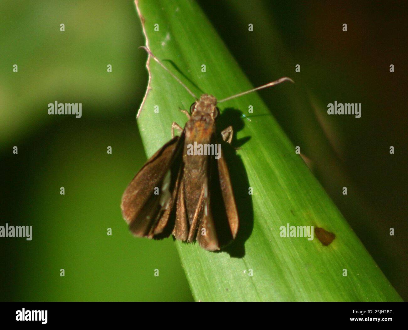 common banded demon (Notocrypta paralysos), Insecta, Ko Phra Thong ...