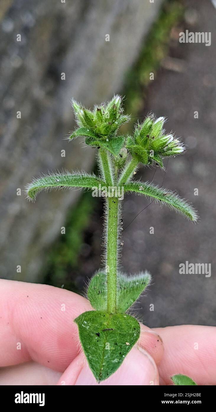 Sticky mouse-ear chickweed (Cerastium glomeratum), Plantae, London, UK ...