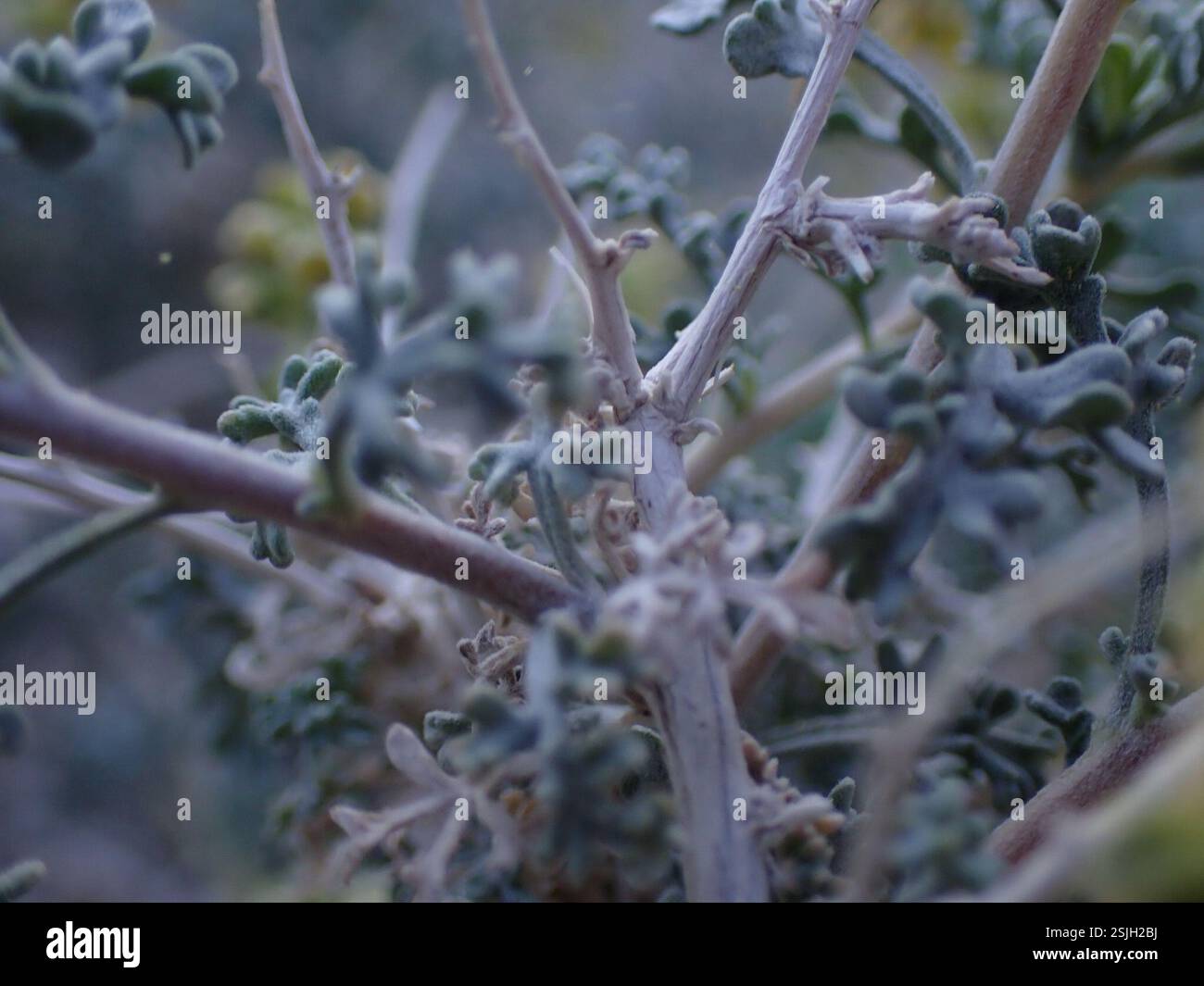 Burrobush (Ambrosia dumosa), Plantae, Palm Desert, CA, USA Stock Photo ...