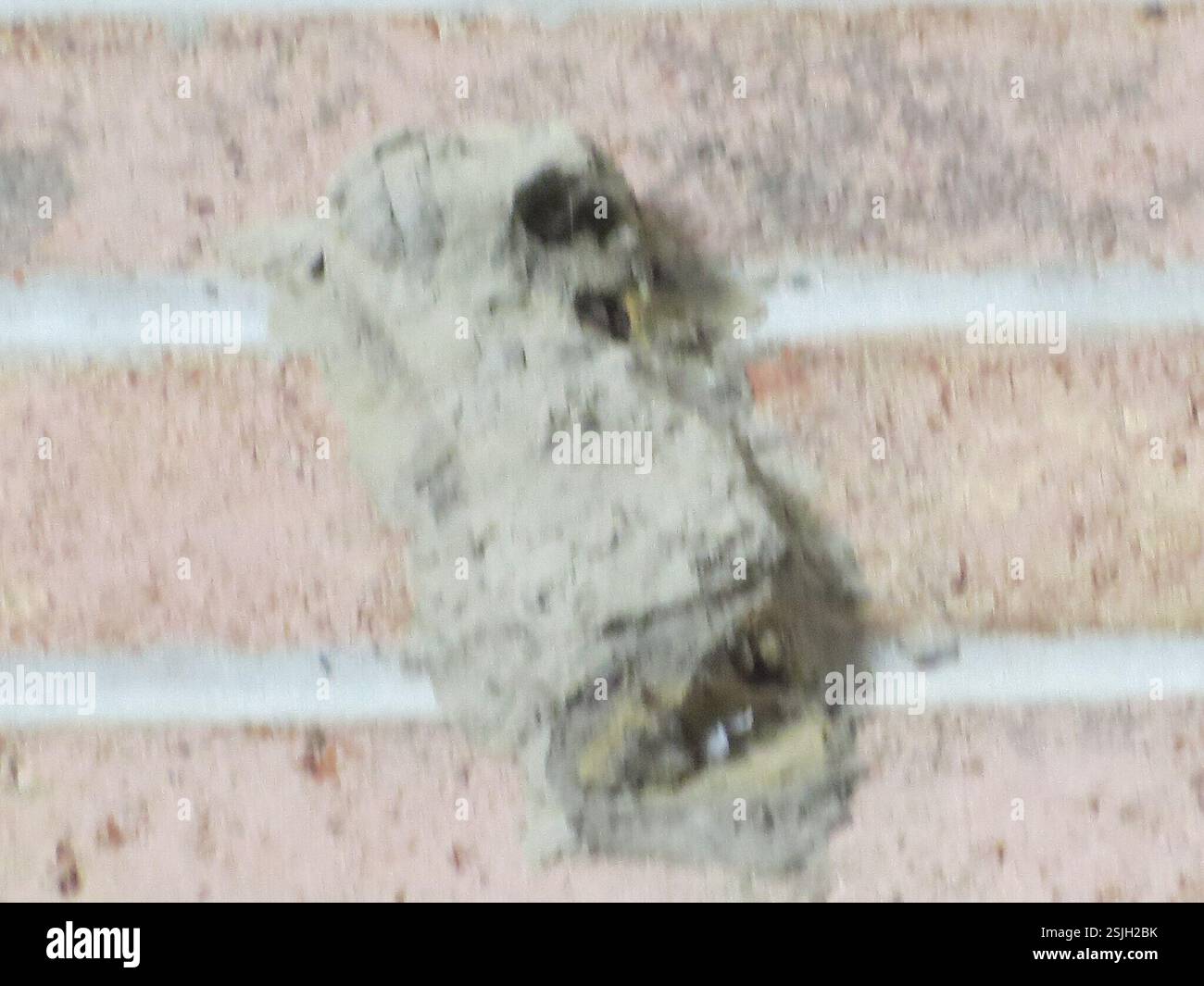 Mud-dauber Wasps (Sceliphrini), Insecta, Windsor Forest, Savannah, GA ...