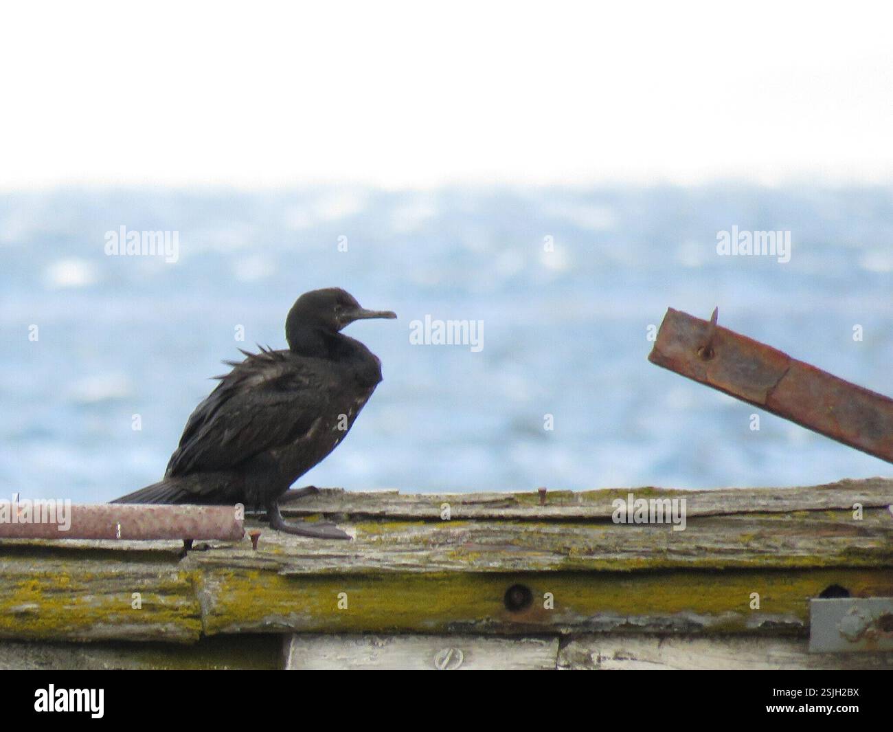 Magellanic Cormorant (Leucocarbo magellanicus), Aves, Ushuaia, Tierra del Fuego, Argentina Stock ...