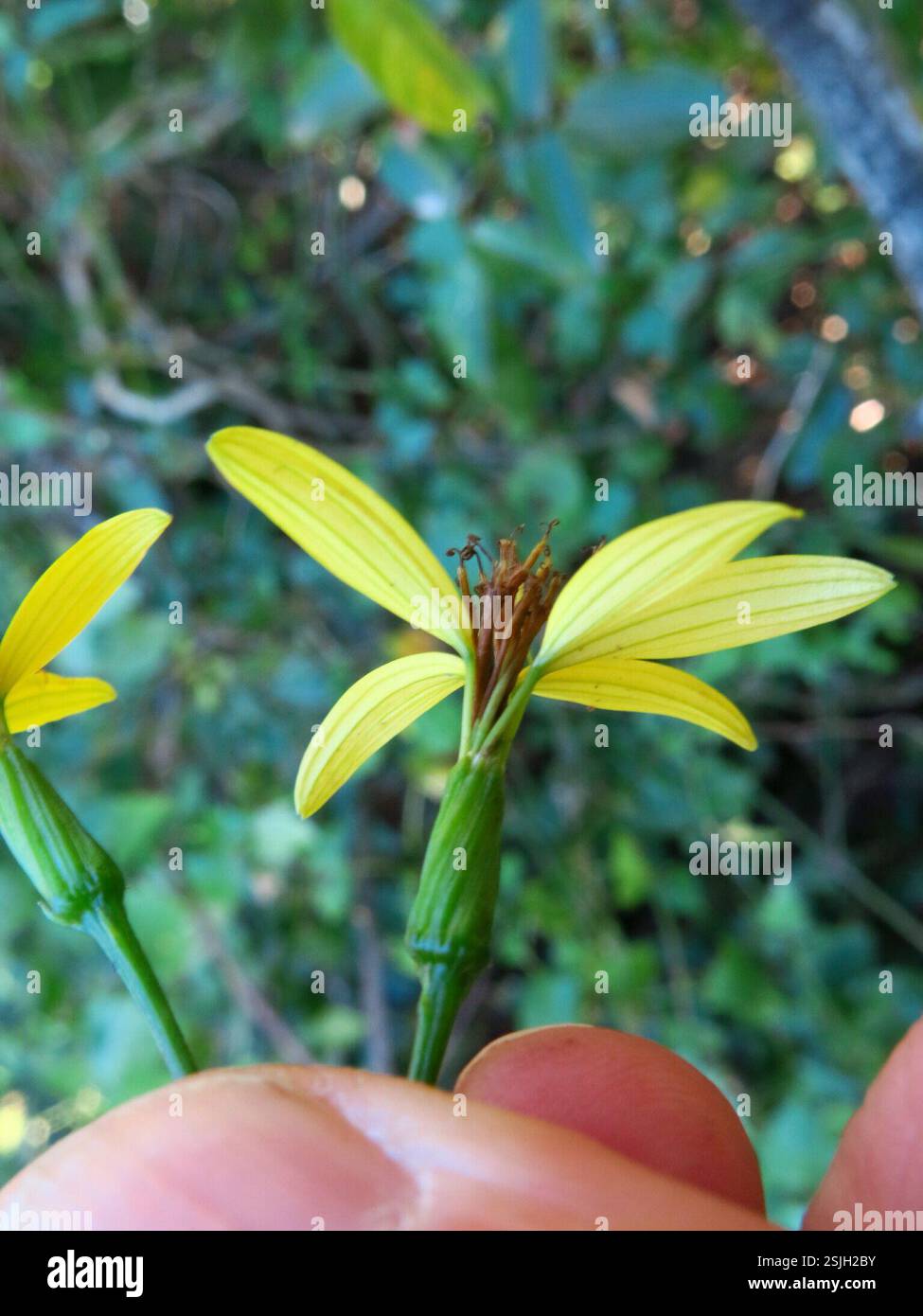 Canary creeper (Senecio tamoides), Plantae, Eshowe, 3815, South Africa ...