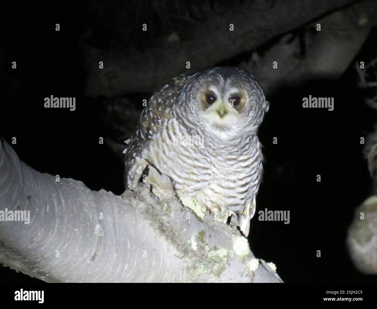 Rufous-legged Owl (Strix rufipes), Aves, Ushuaia, Tierra del Fuego ...