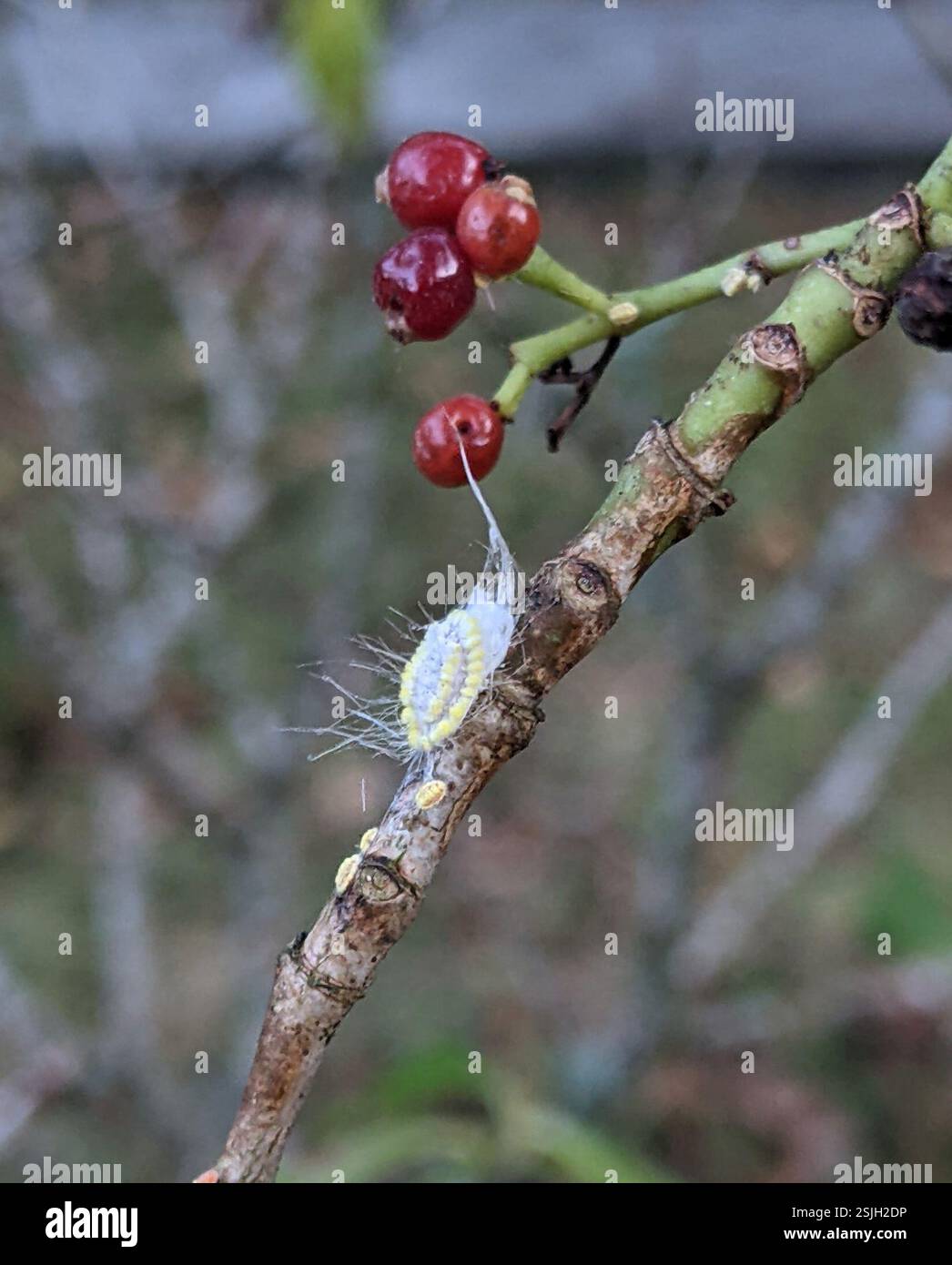 Seychelles Scale (Icerya seychellarum), Insecta, Centro Del Pueblo, San ...