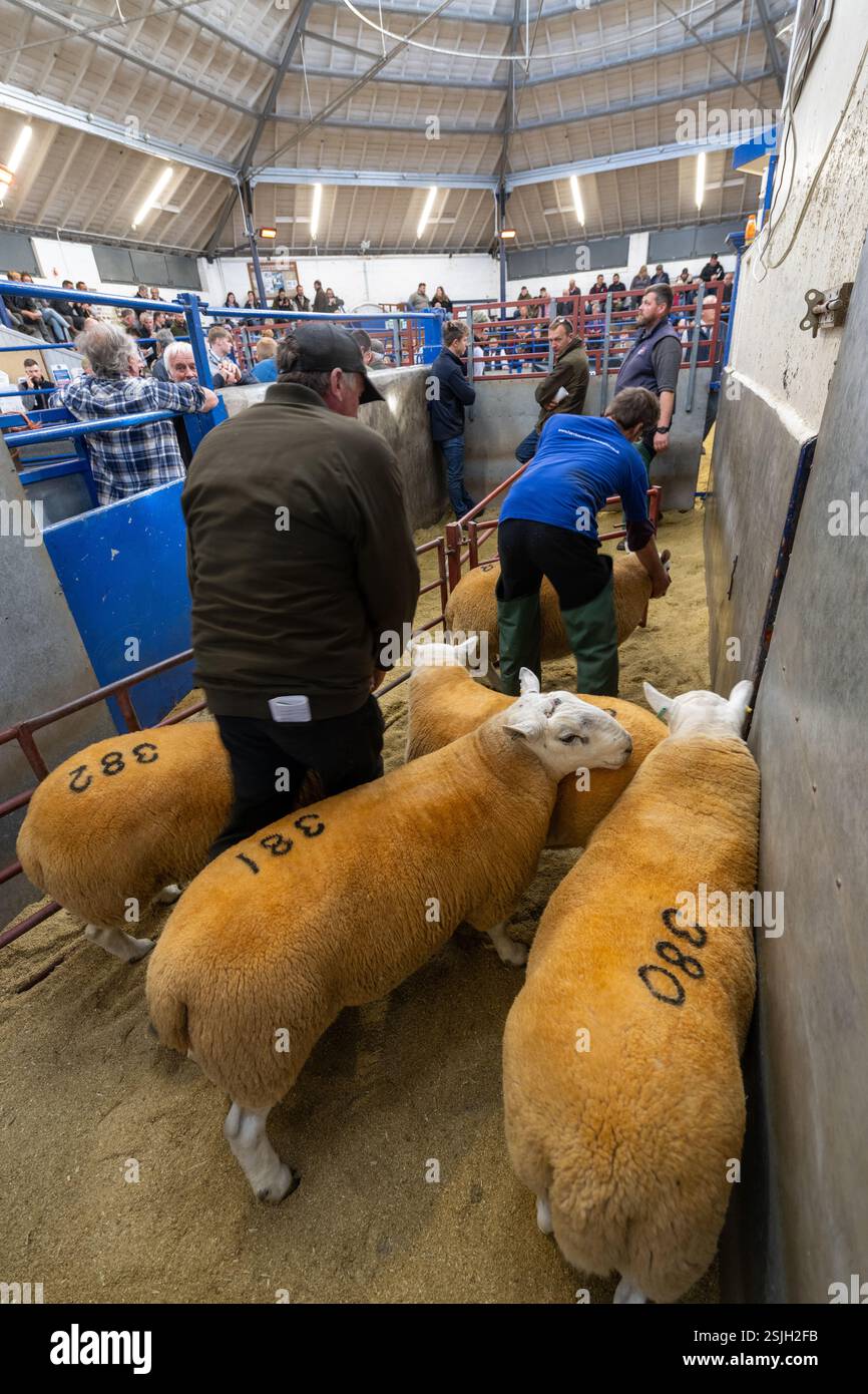 Sale of North Country Cheviot rams at Lockerbie Auction Mart, Scotland ...