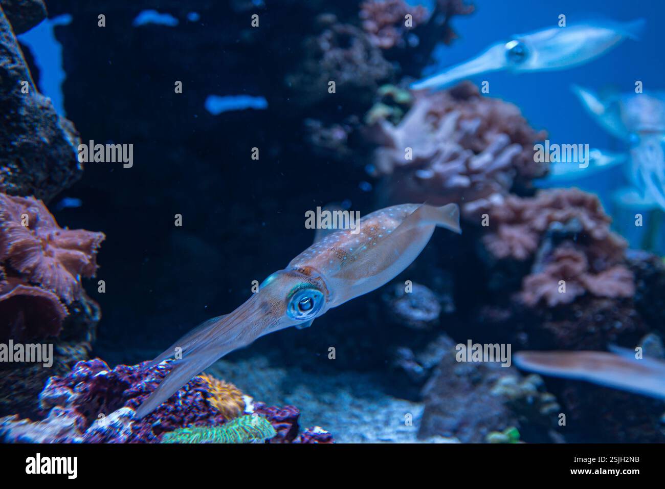 An exotic big fin reef squid with colorful coral in an aquarium Stock ...