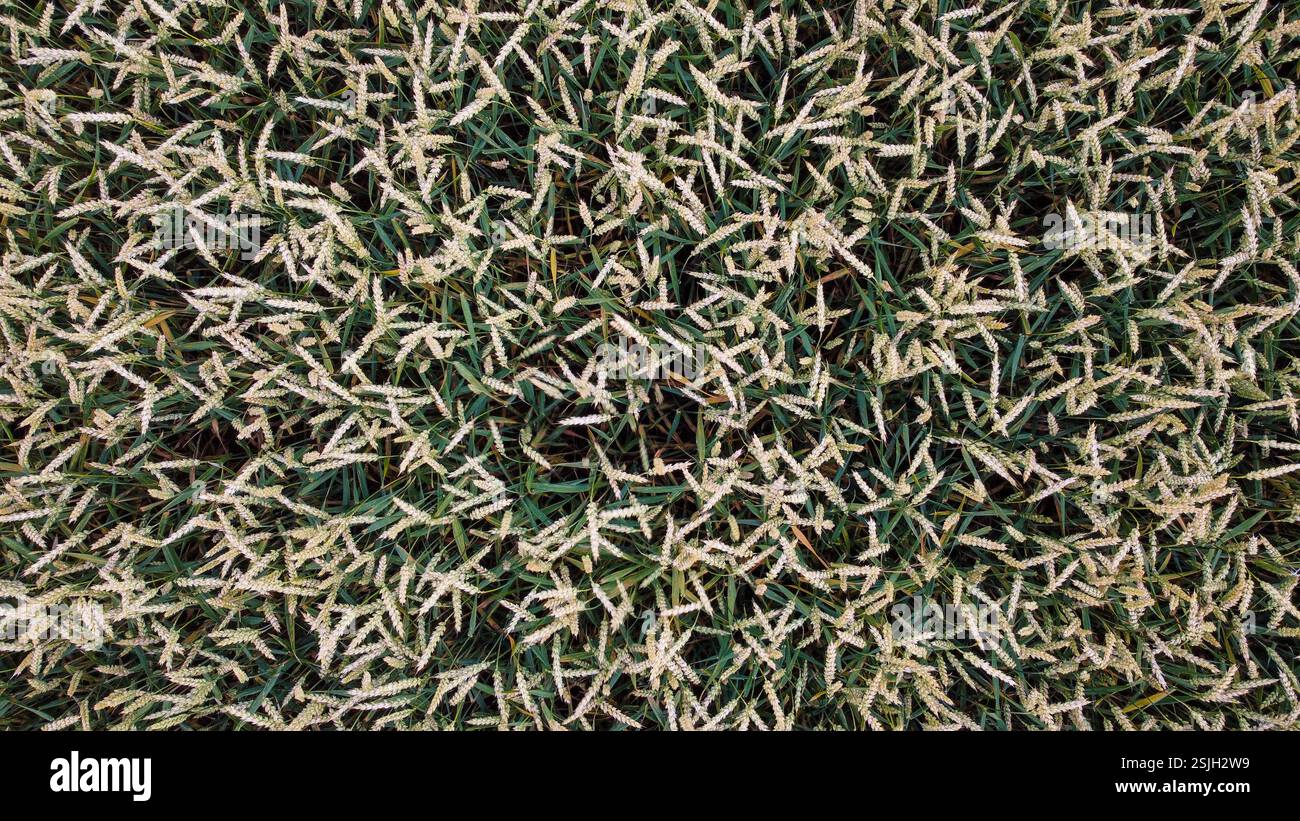 Dense Pattern of Grass and Seed Heads Stock Photo - Alamy
