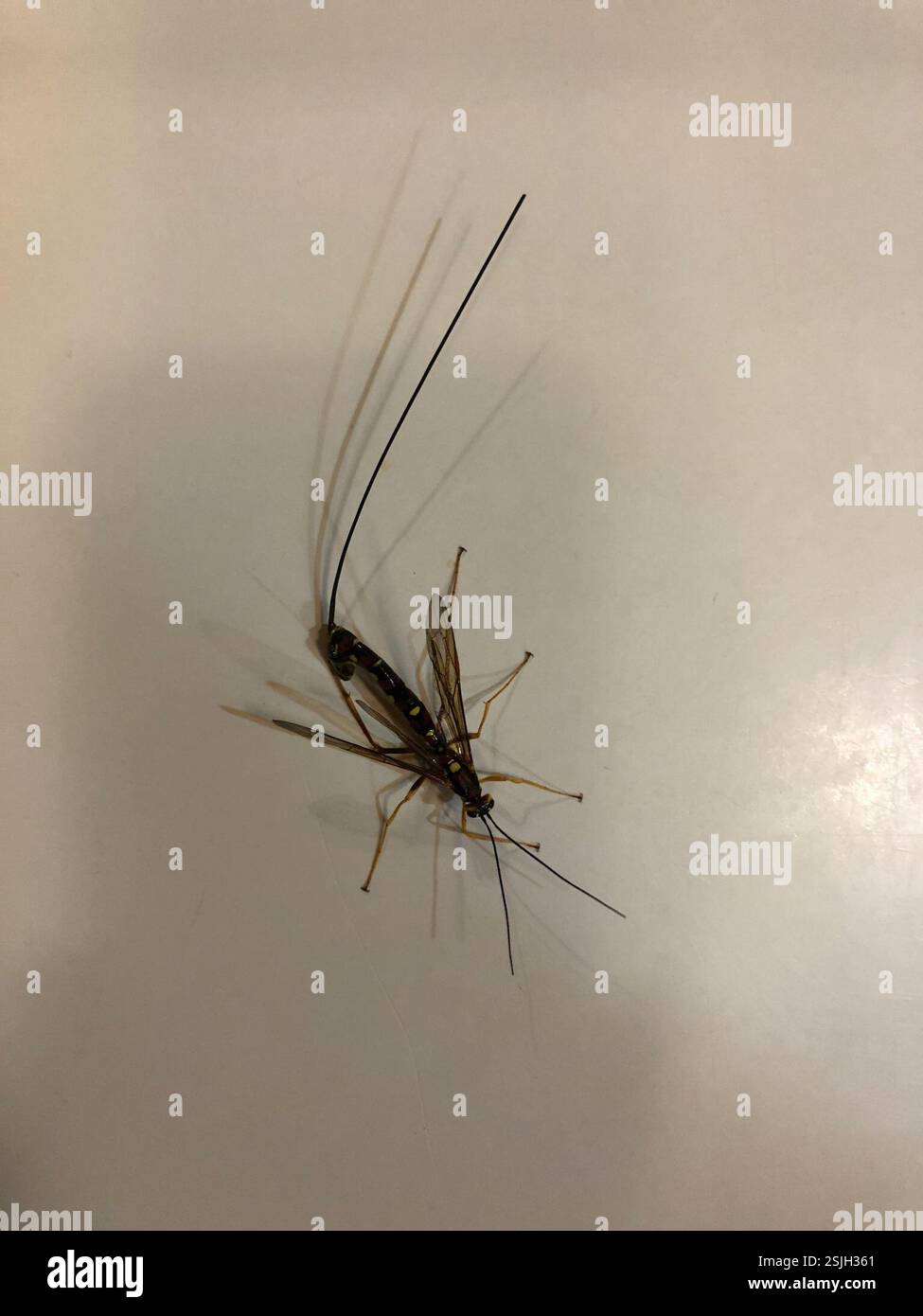 Western Giant Ichneumonid Wasp (Megarhyssa nortoni nortoni), Insecta ...