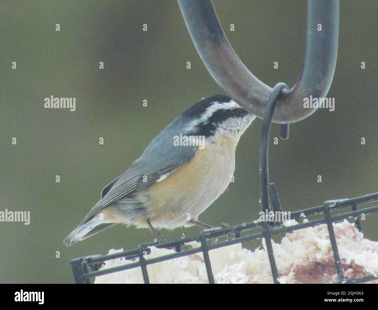 Red-breasted Nuthatch (Sitta canadensis), Aves, Ontario, CA Stock Photo ...