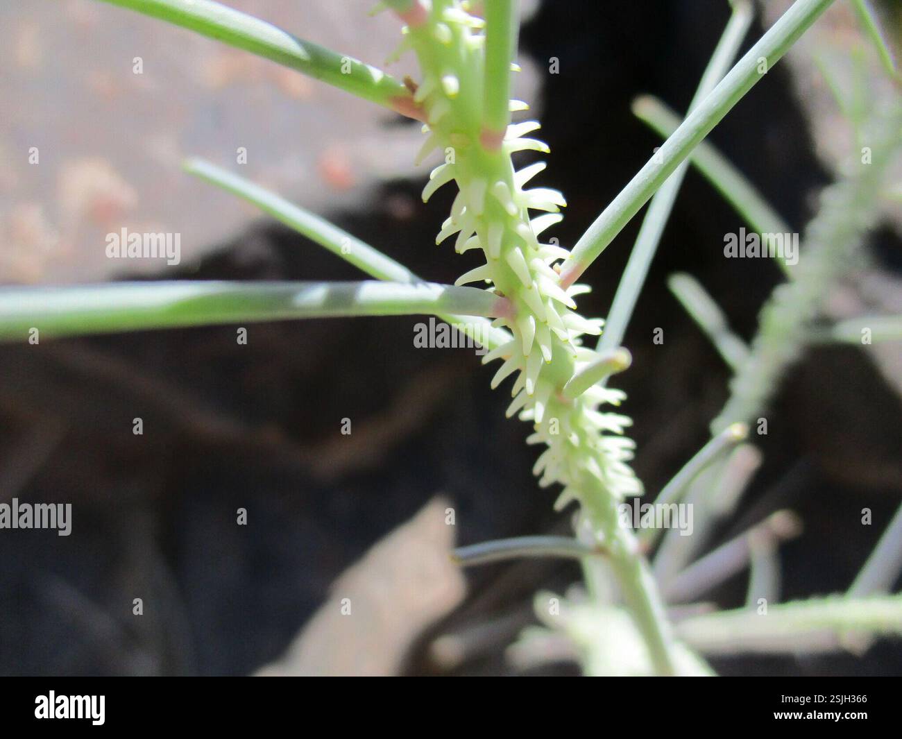 (Cleome angustifolia diandra), Plantae, Erongo Region, Namibia Stock ...