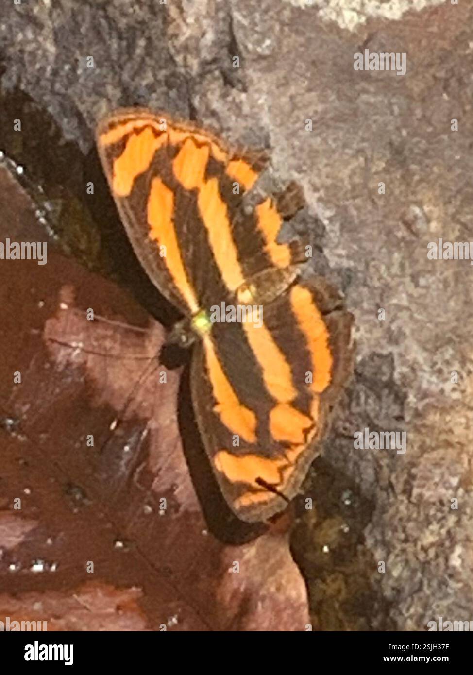 Common Lascar (Pantoporia hordonia), Insecta, Than Sadet-Ko Pha-Ngan ...