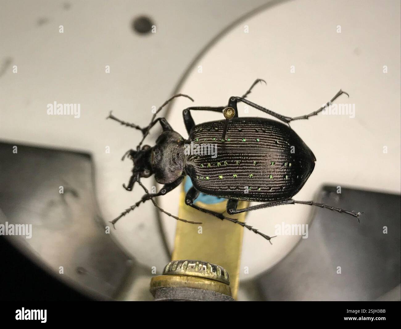 Cold-country Caterpillar Hunter (Calosoma frigidum), Insecta, Duberger ...