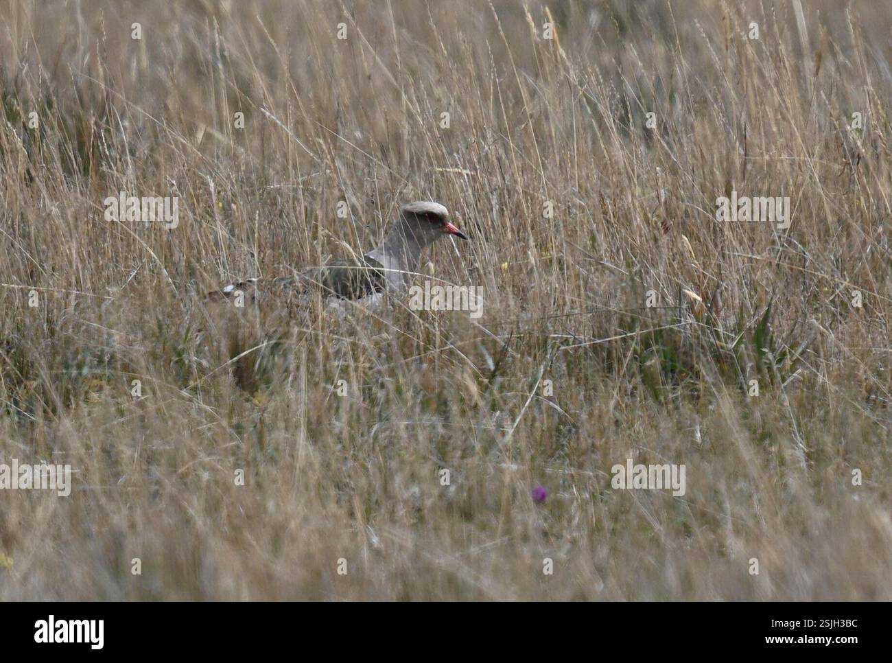 Andean Lapwing (Vanellus resplendens), Aves, Reserva Antisana area ...