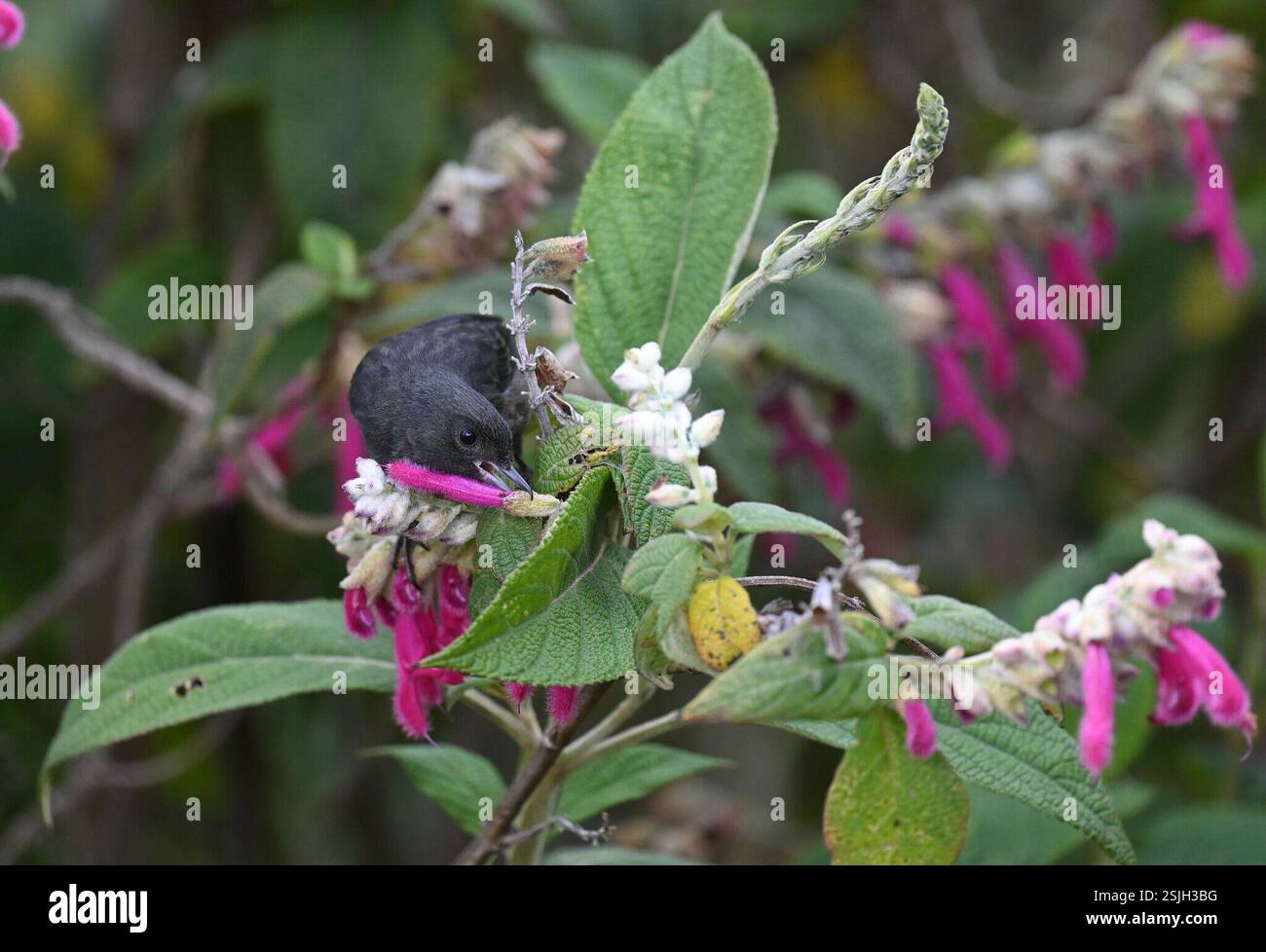 Black Flowerpiercer (Diglossa humeralis), Aves, Reserva Antisana area ...